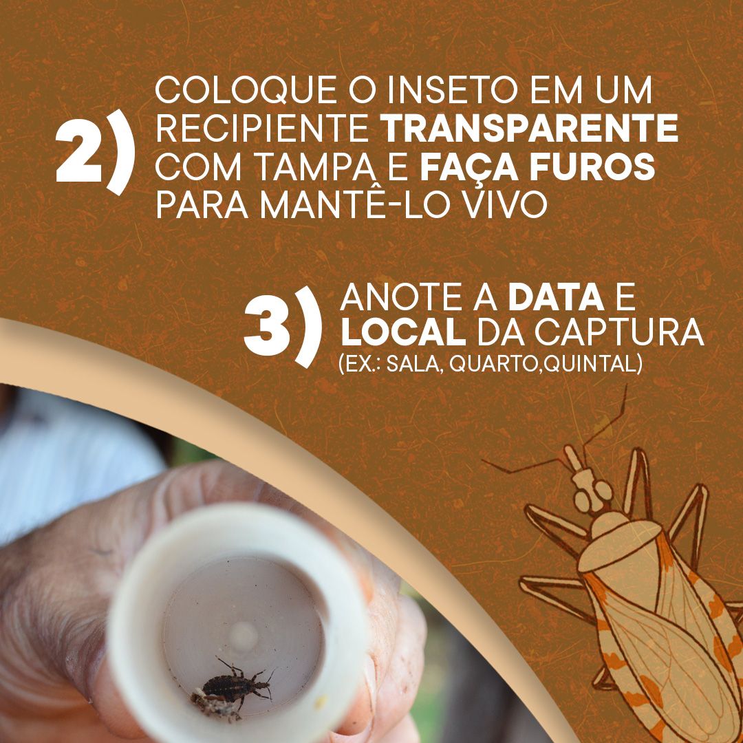 Saiba o que fazer se encontrar um inseto barbeiro na sua casa ...